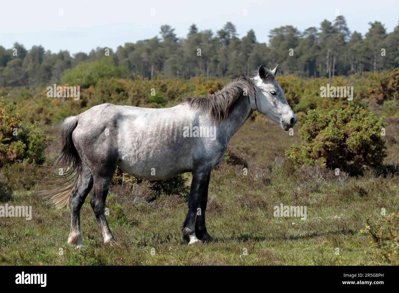 Grey trees hi-res stock photography and images - Alamy