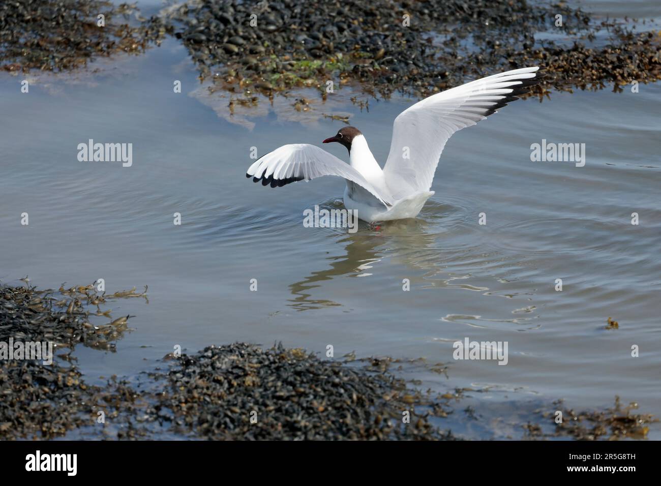 A black headed gull landing on the water at Pennington Marshes with its wings outstretched Stock ...