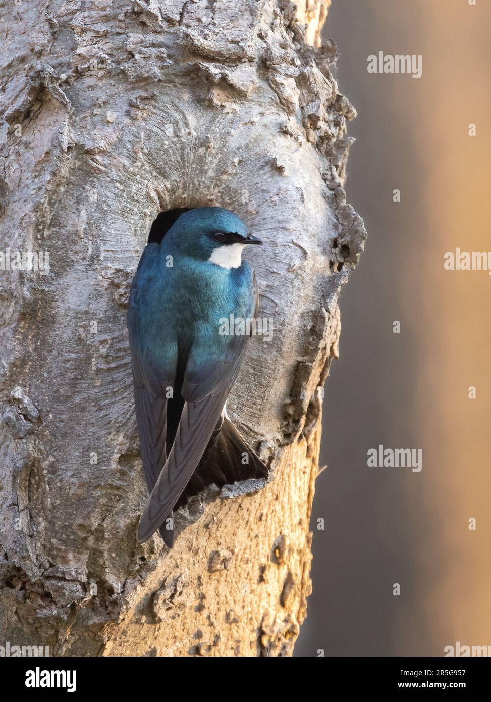 A male tree swallow at a nesting hole in a large tree at Pelee National ...
