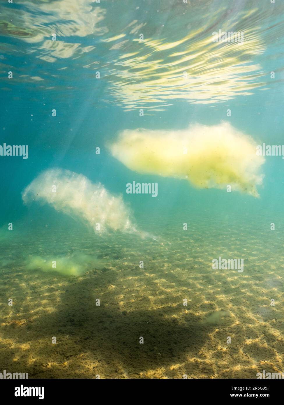 Algae clouds underwater in forest lake Stock Photo - Alamy