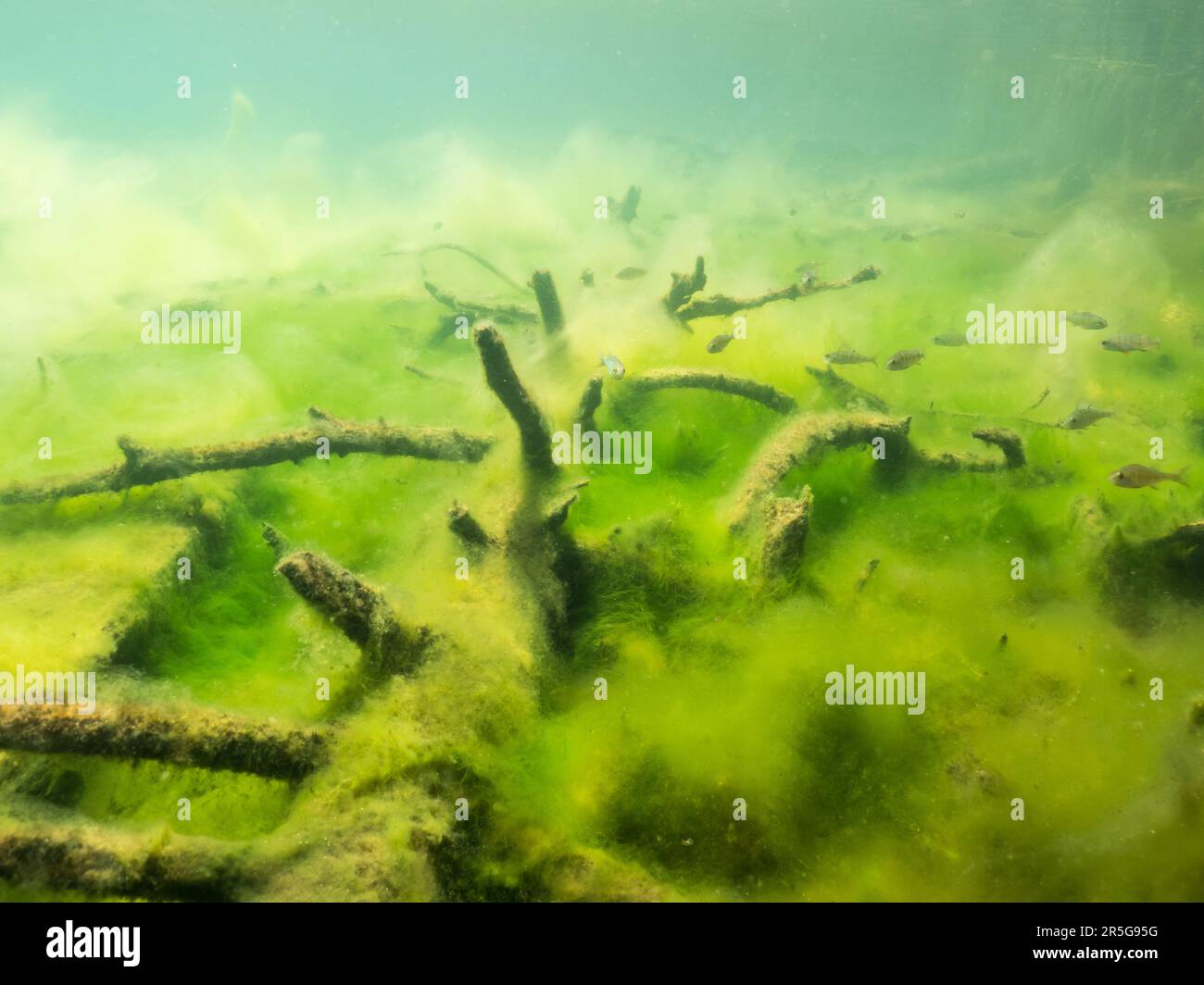 Fallen tree over lake bottom covered by green filamentous algae Stock ...
