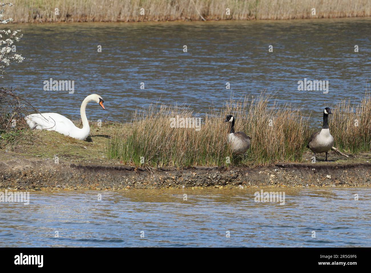 Pennington lagoon hi-res stock photography and images - Alamy