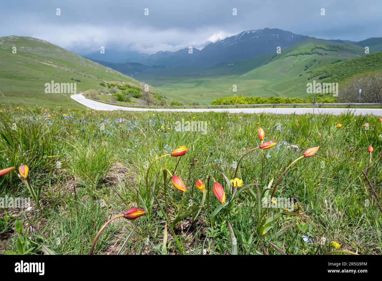 Wild flora of europe hi-res stock photography and images - Alamy