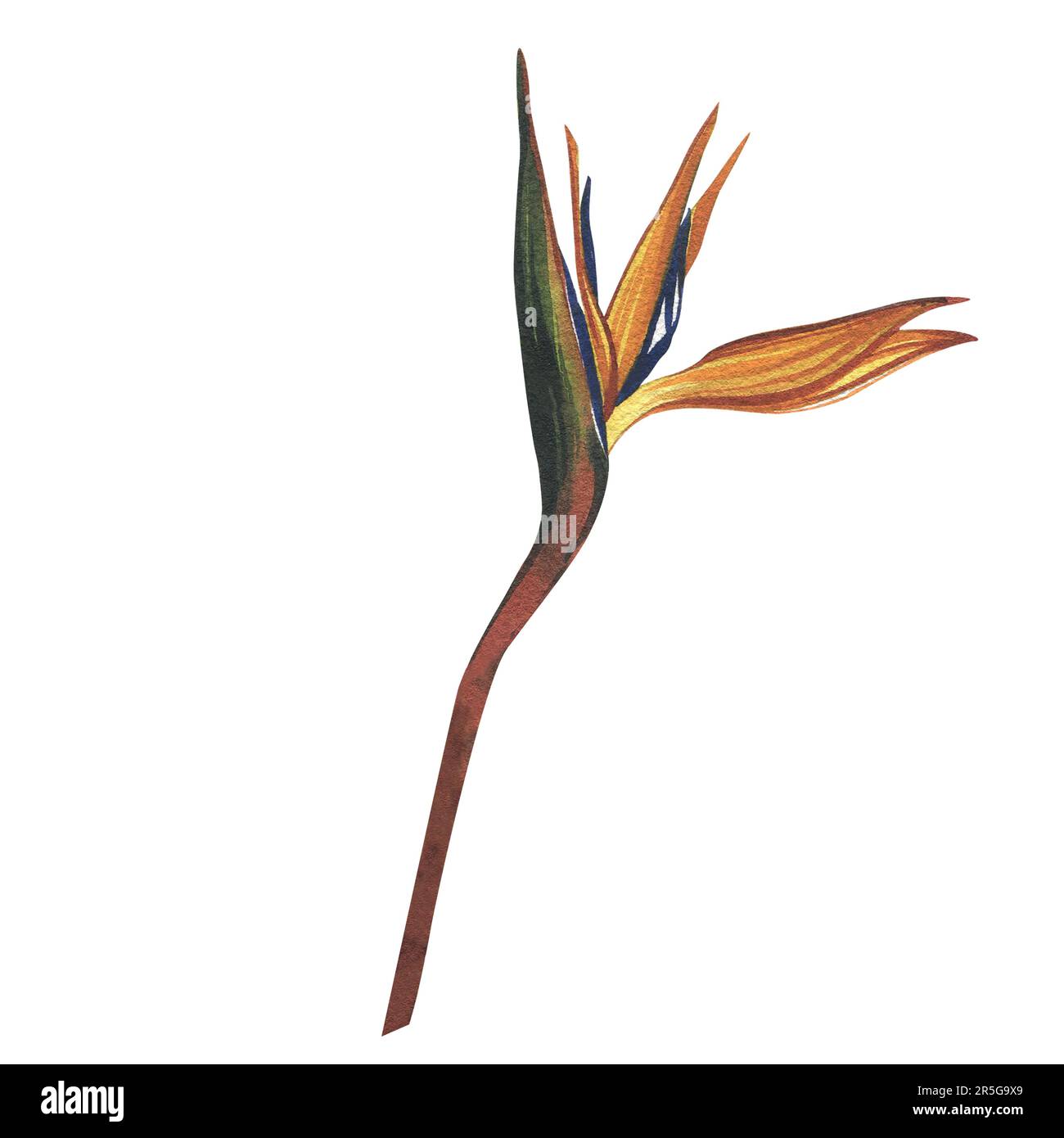 Strelitzia flower orange color isolated on white background. Watercolor ...