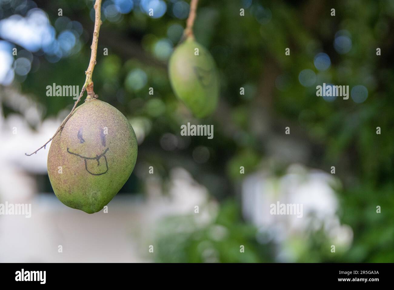 Silly looking young mango with another mango behind it smiling Stock ...