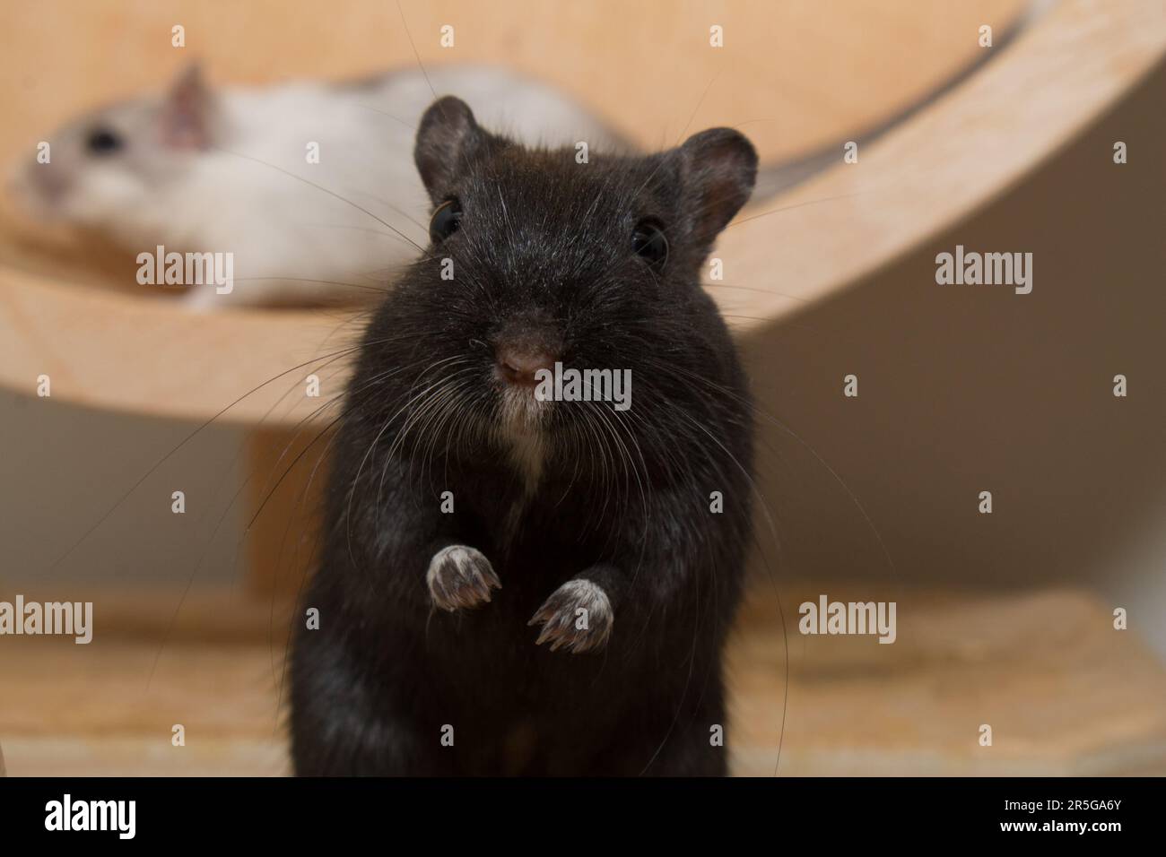 Gerbil mouse hi-res stock photography and images - Alamy