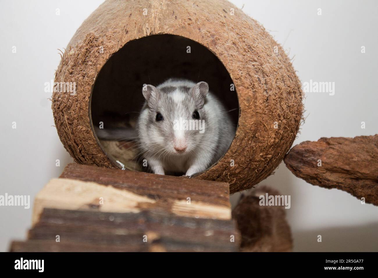 Gerbil mouse hi-res stock photography and images - Alamy