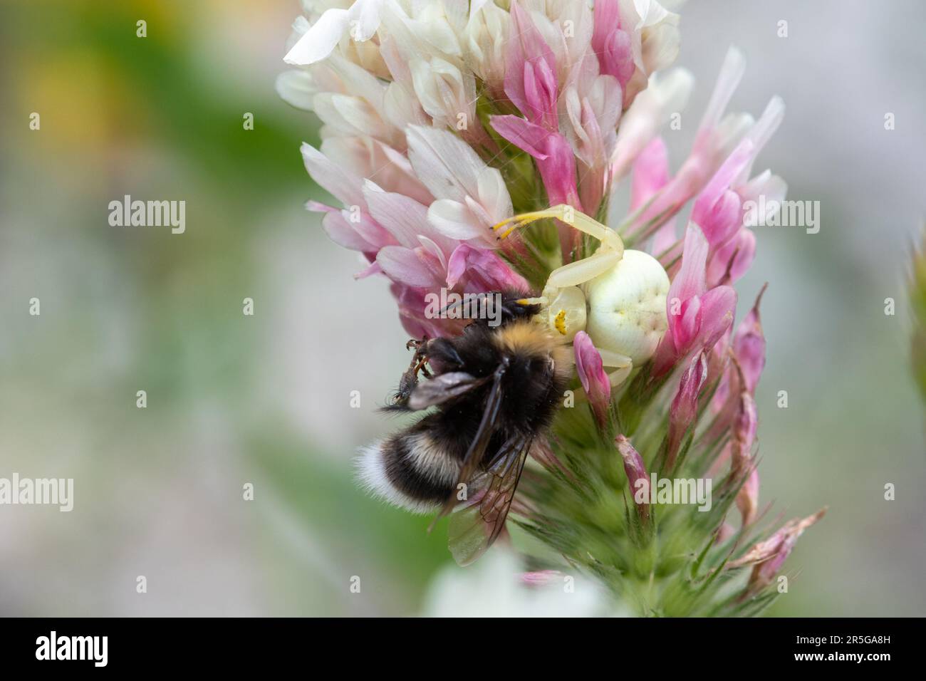 Crab spider Misumena vatia on clover with prey, a bee, Italy, Europe ...