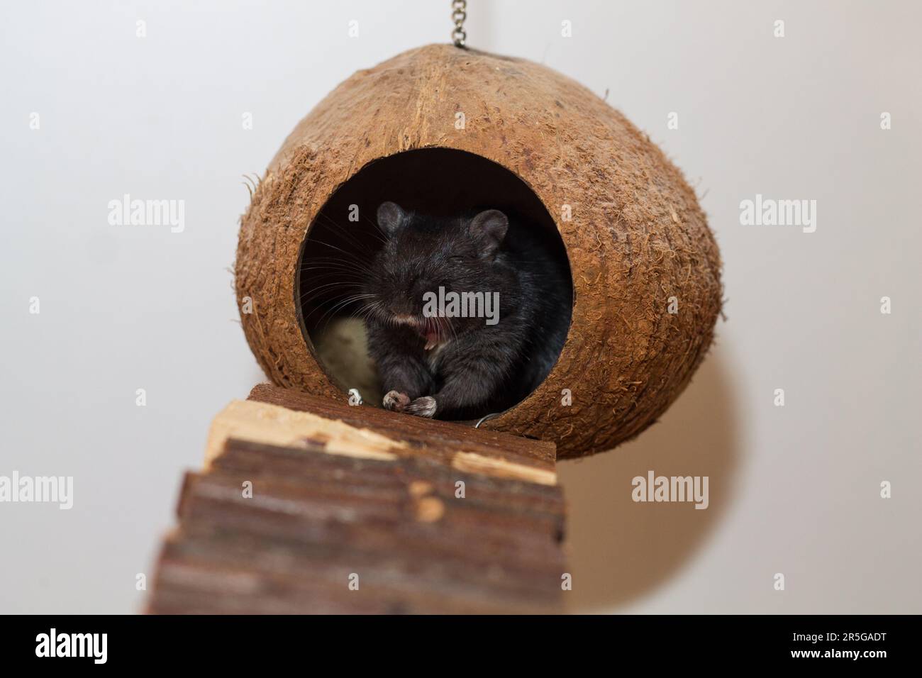 Mouse yawning hi-res stock photography and images - Alamy
