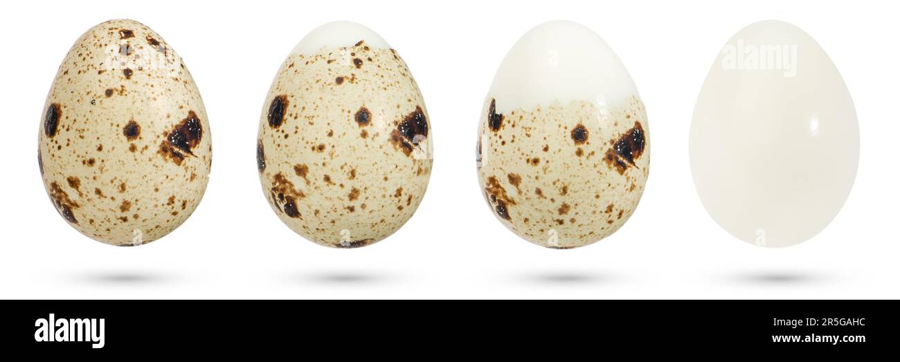 Quail eggs. Boiled eggs in the process of peeling the shell on a white ...
