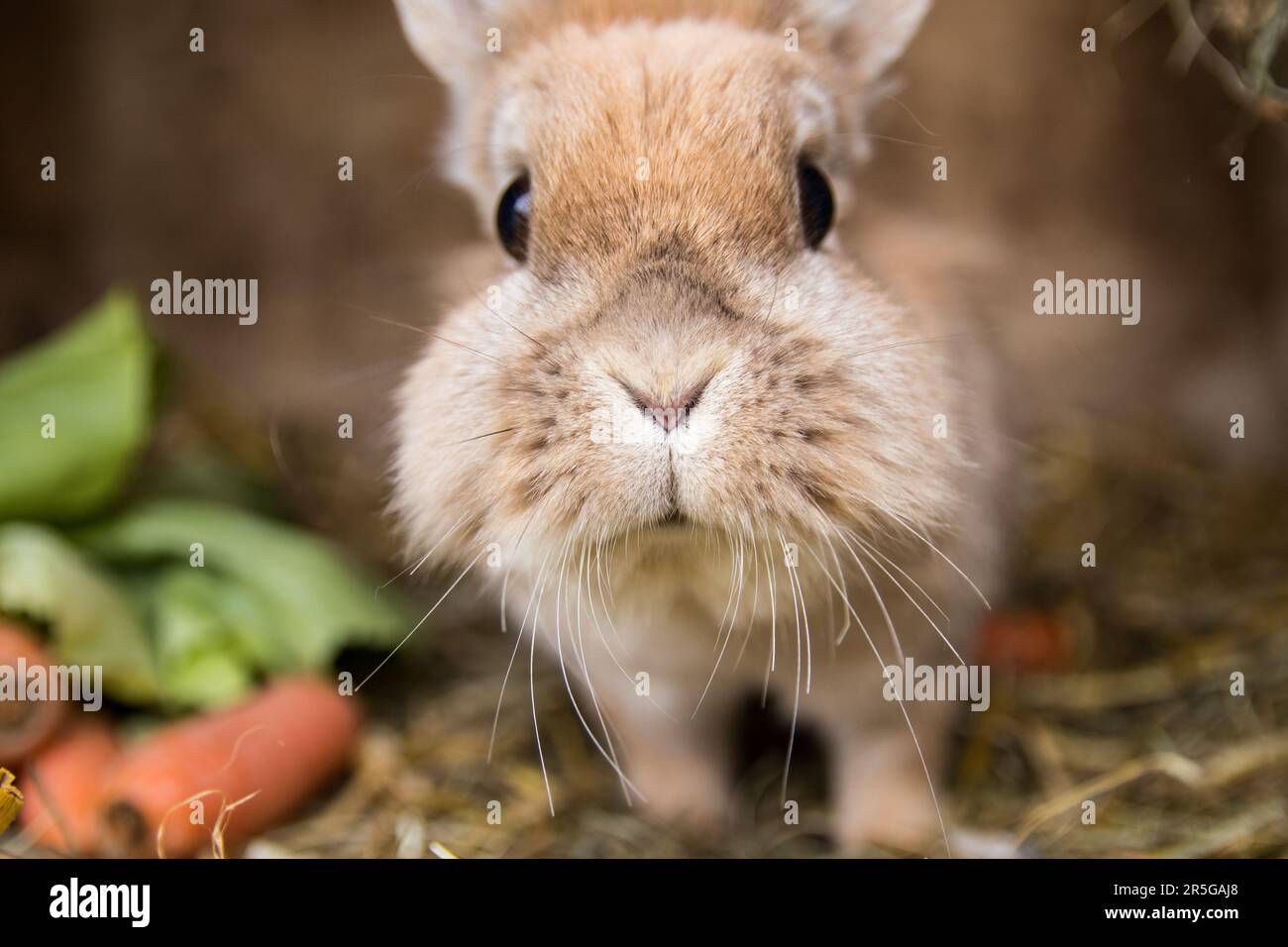 Curious rabbit hi-res stock photography and images - Alamy