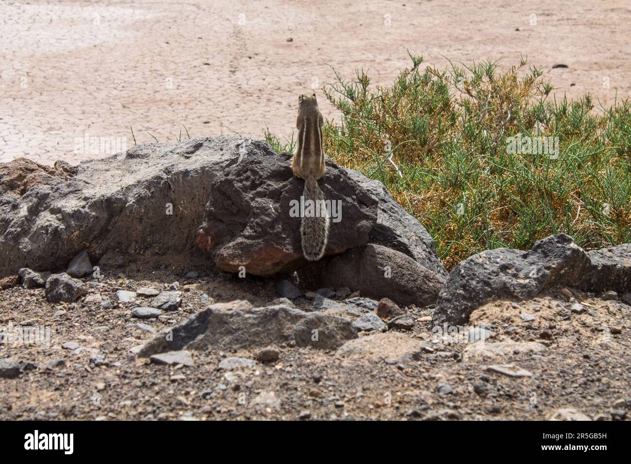 Atlas squirrel hi-res stock photography and images - Alamy