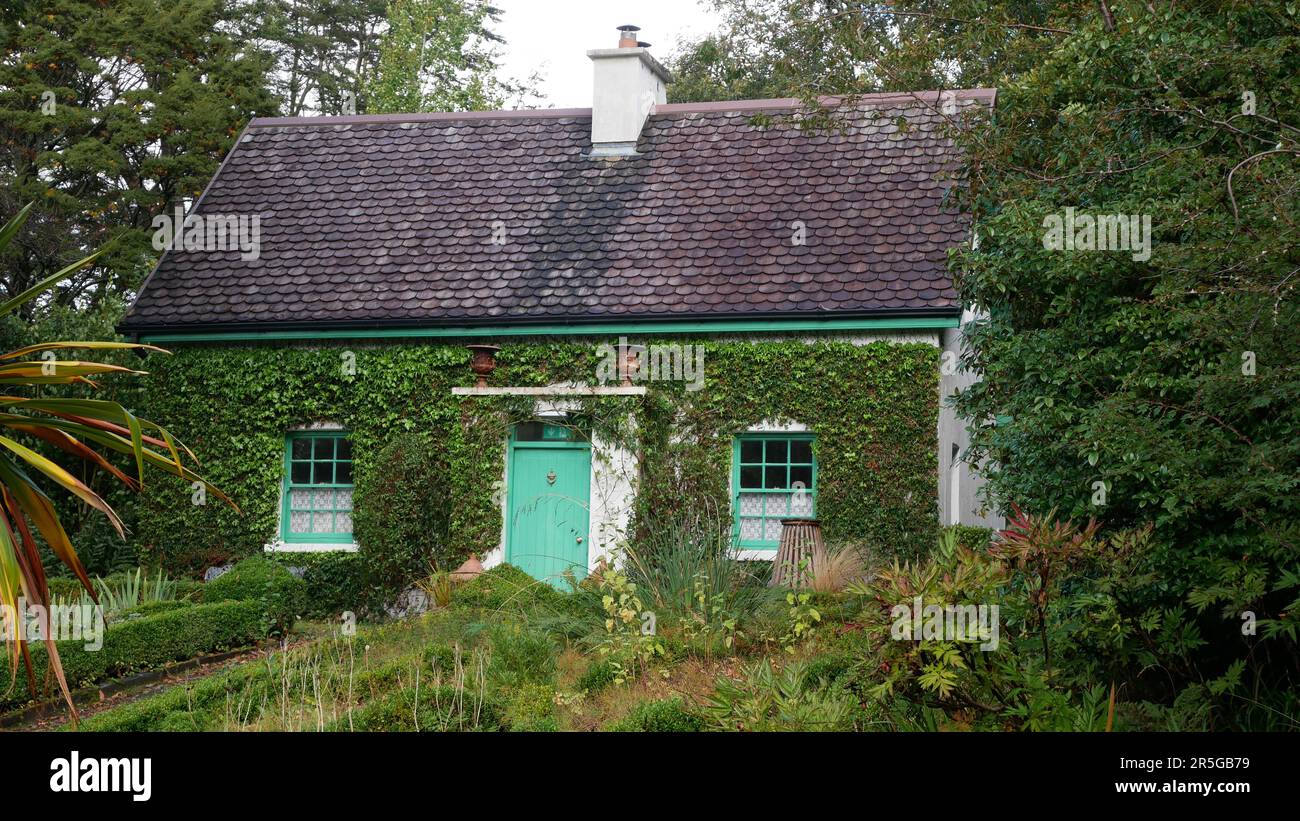 Ivy covered cottage in Ireland Stock Photo - Alamy