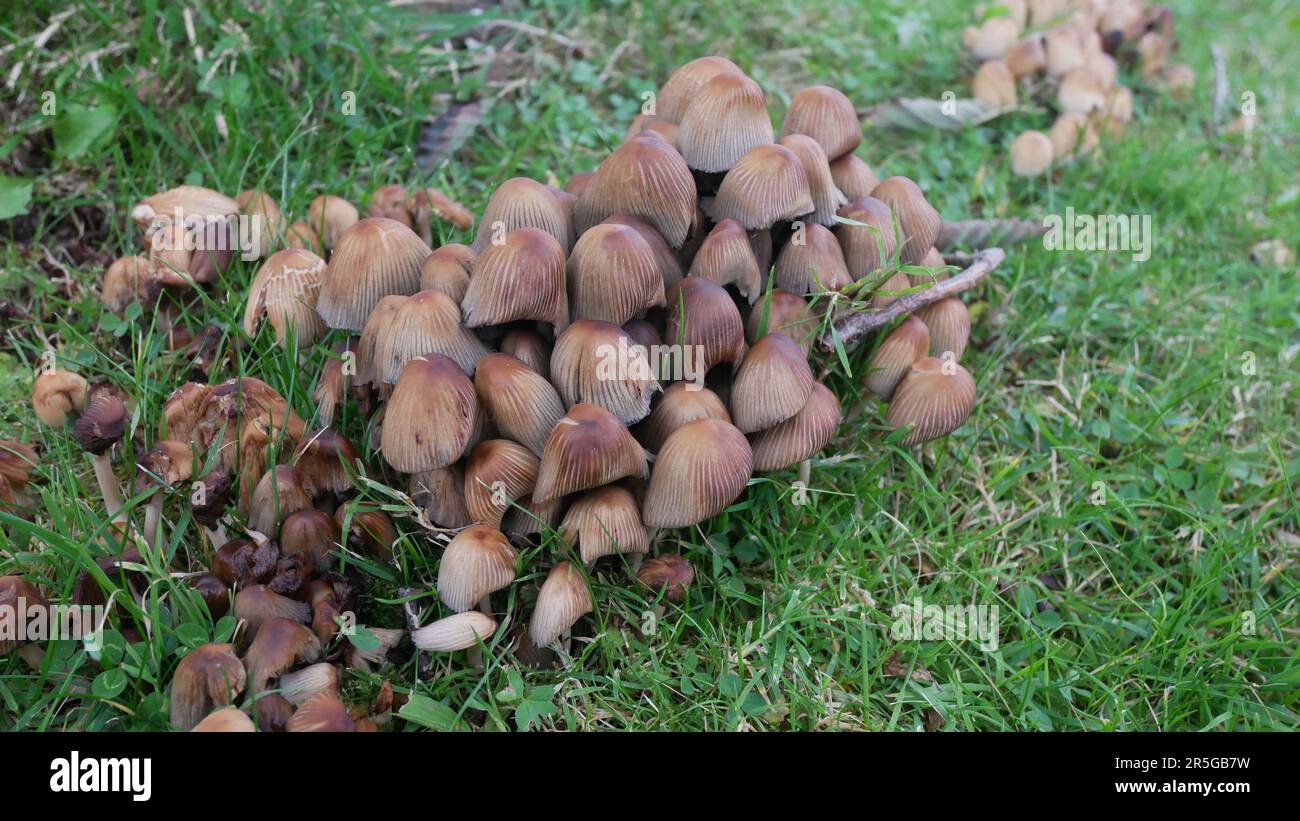 A fungi cluster in an Irish forest Stock Photo - Alamy