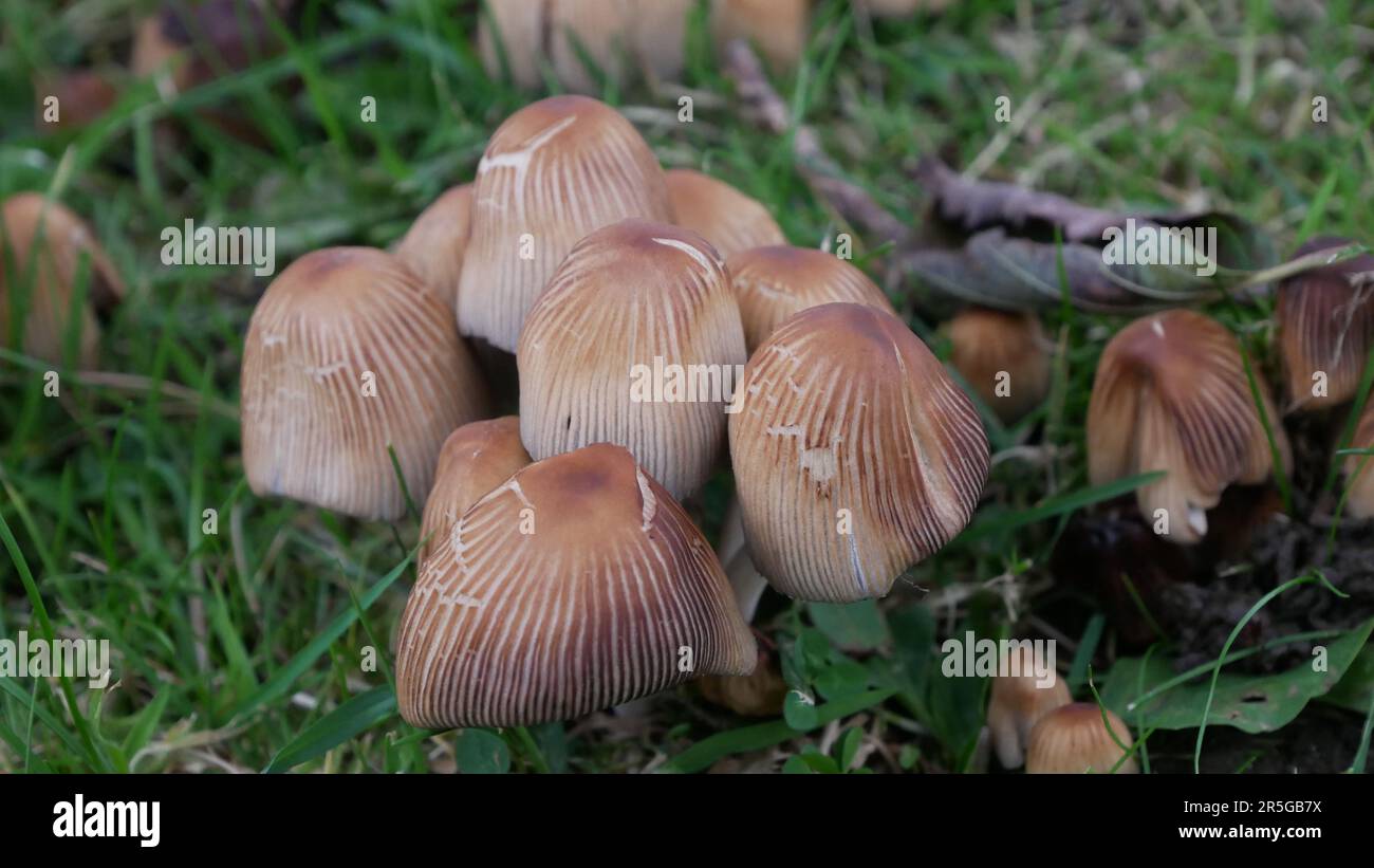 Fungi cluster close-up in Ireland Stock Photo - Alamy