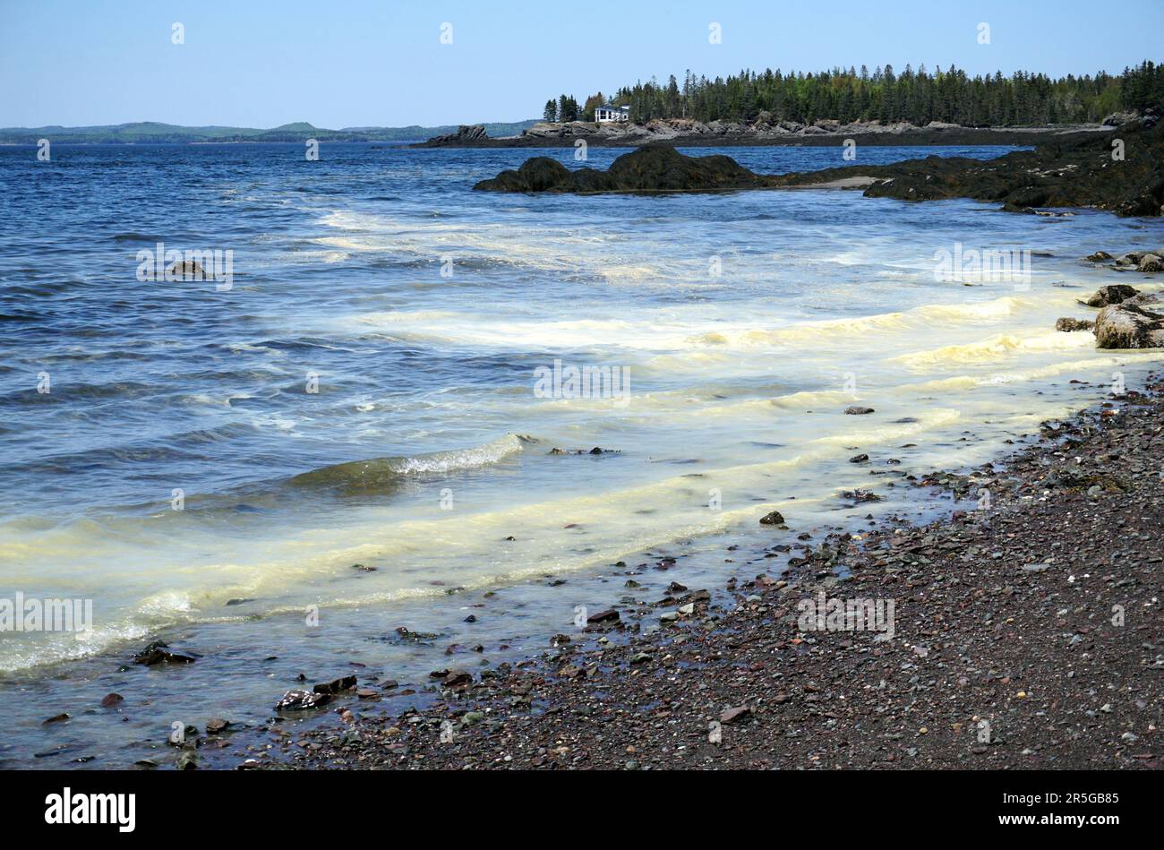 Pollen floating in seawater, Bay of Fundy Stock Photo - Alamy