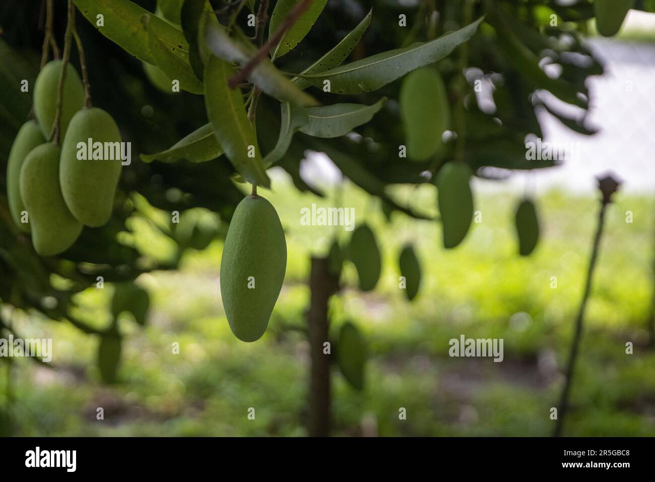 Green mangoes hanging from mango hi-res stock photography and images ...