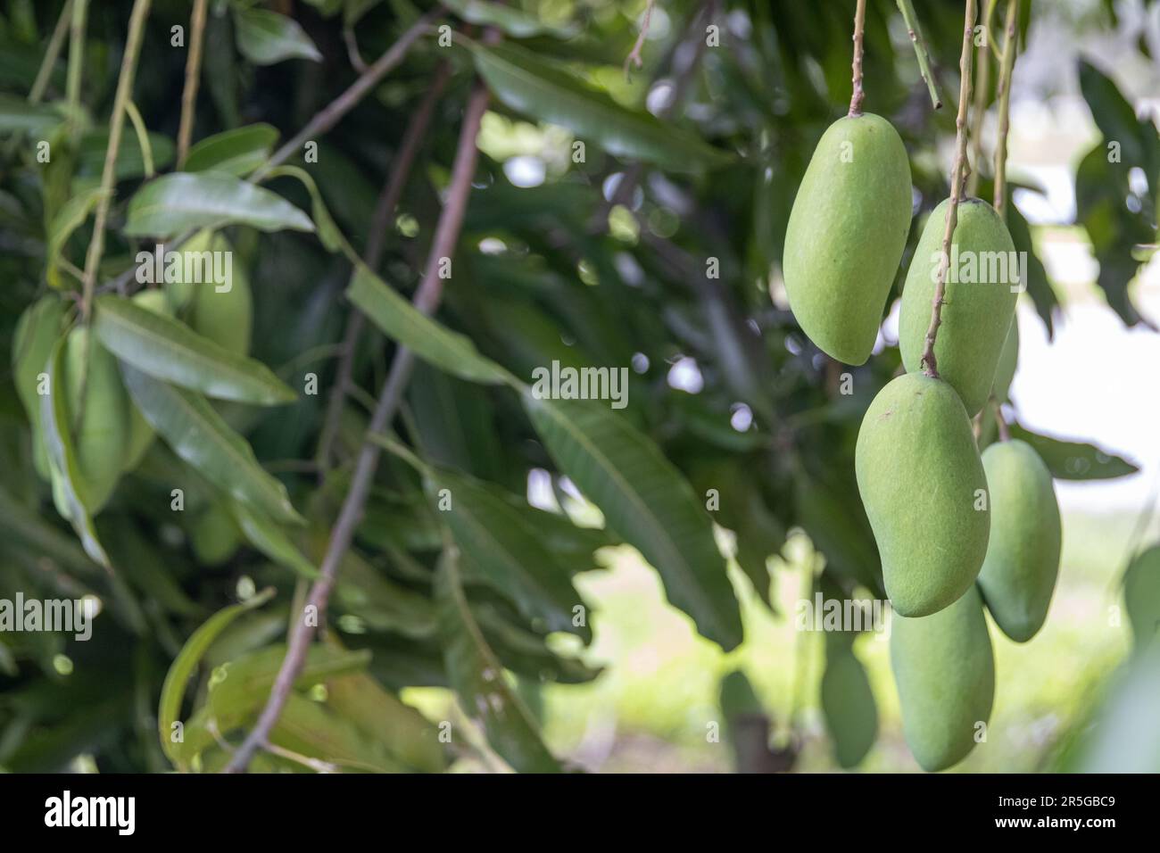 Bunch of hanging mangos from a mango tree Stock Photo - Alamy