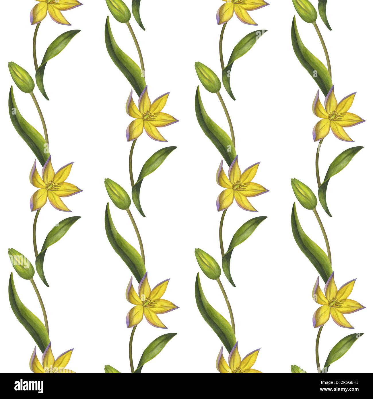 Seamless pattern yellow Bieberstein tulip. Lily. Early blooming. Spring ...