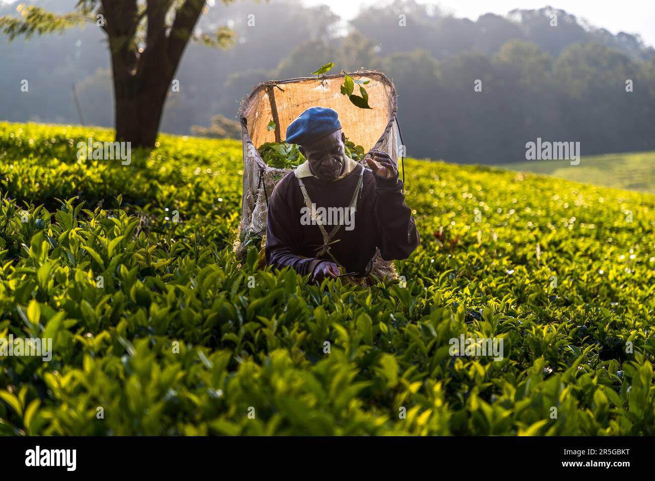 Tea plucker tosses freshly plucked tea leaves into his backpack. During ...