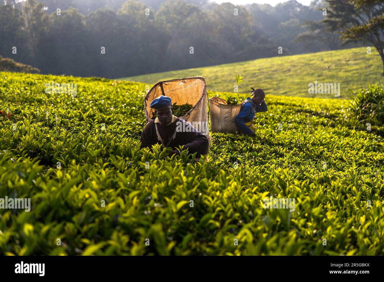 Two tea pluckers in the early morning harvesting in Shire Highlands ...