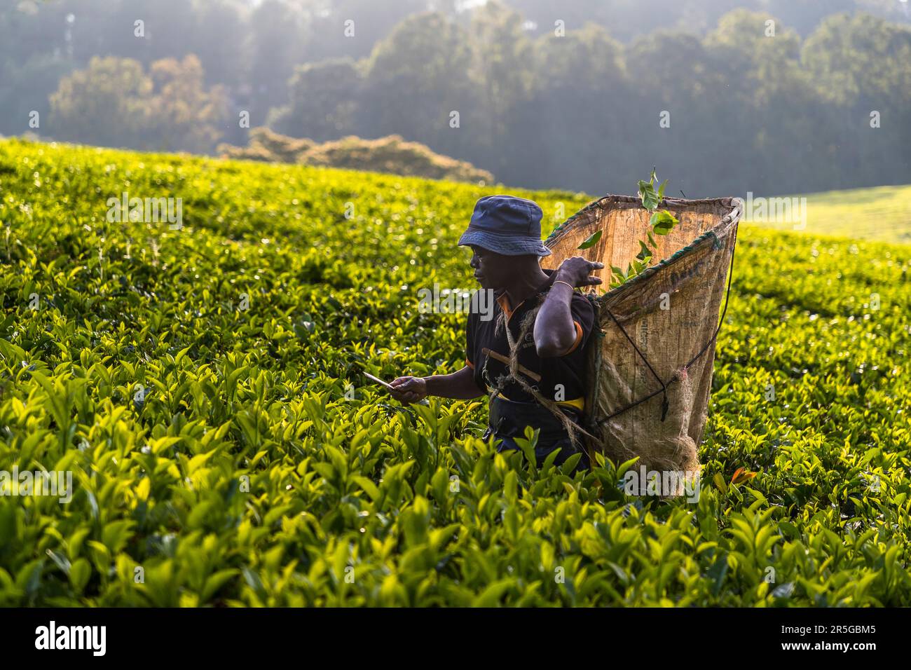 Tea plucker throws freshly plucked tea leaves into his backpack. Tea ...