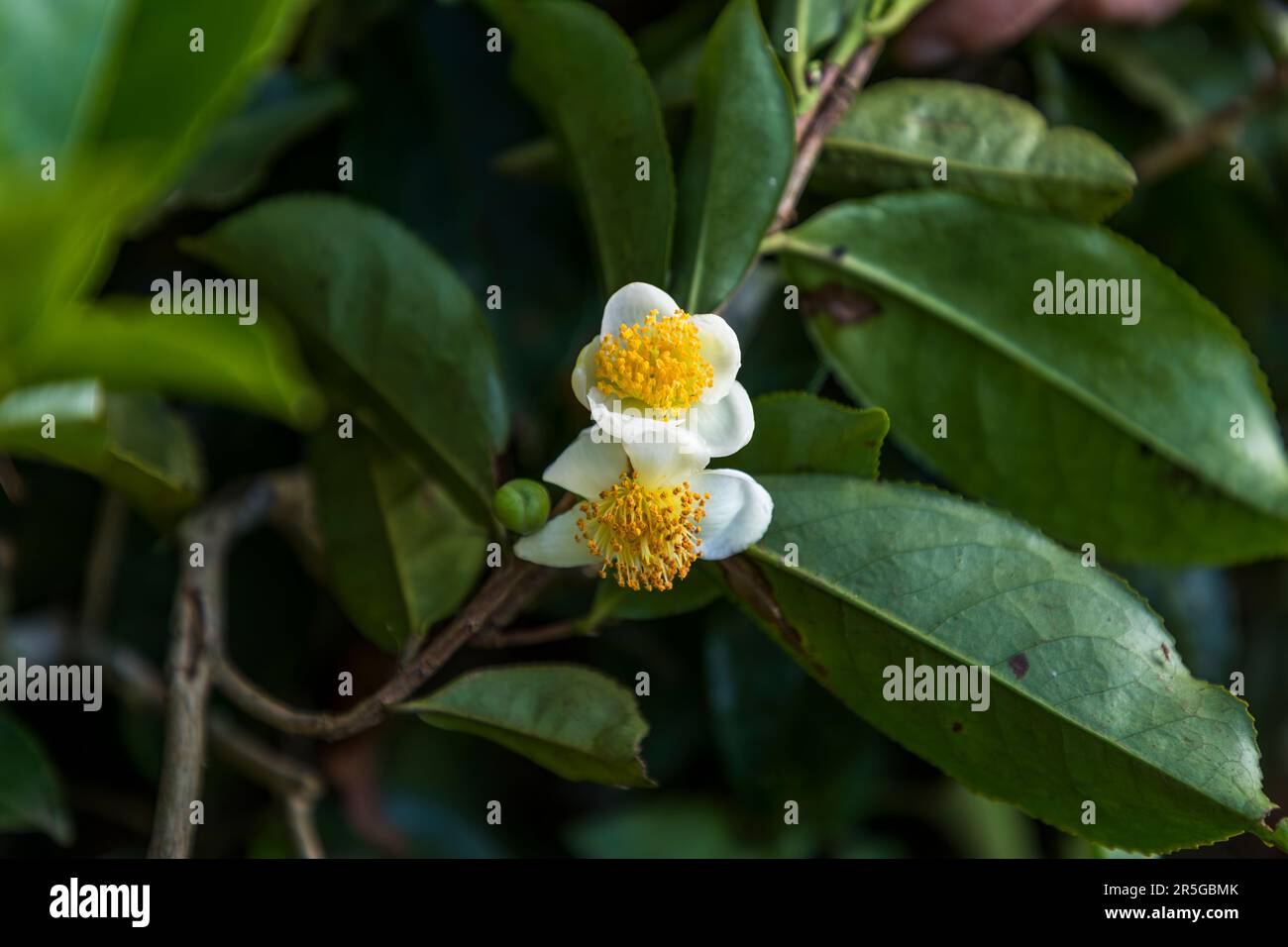 Tea blossoms on a tea bush, Satemwa Estate, Thyolo. Satemwa tea and ...