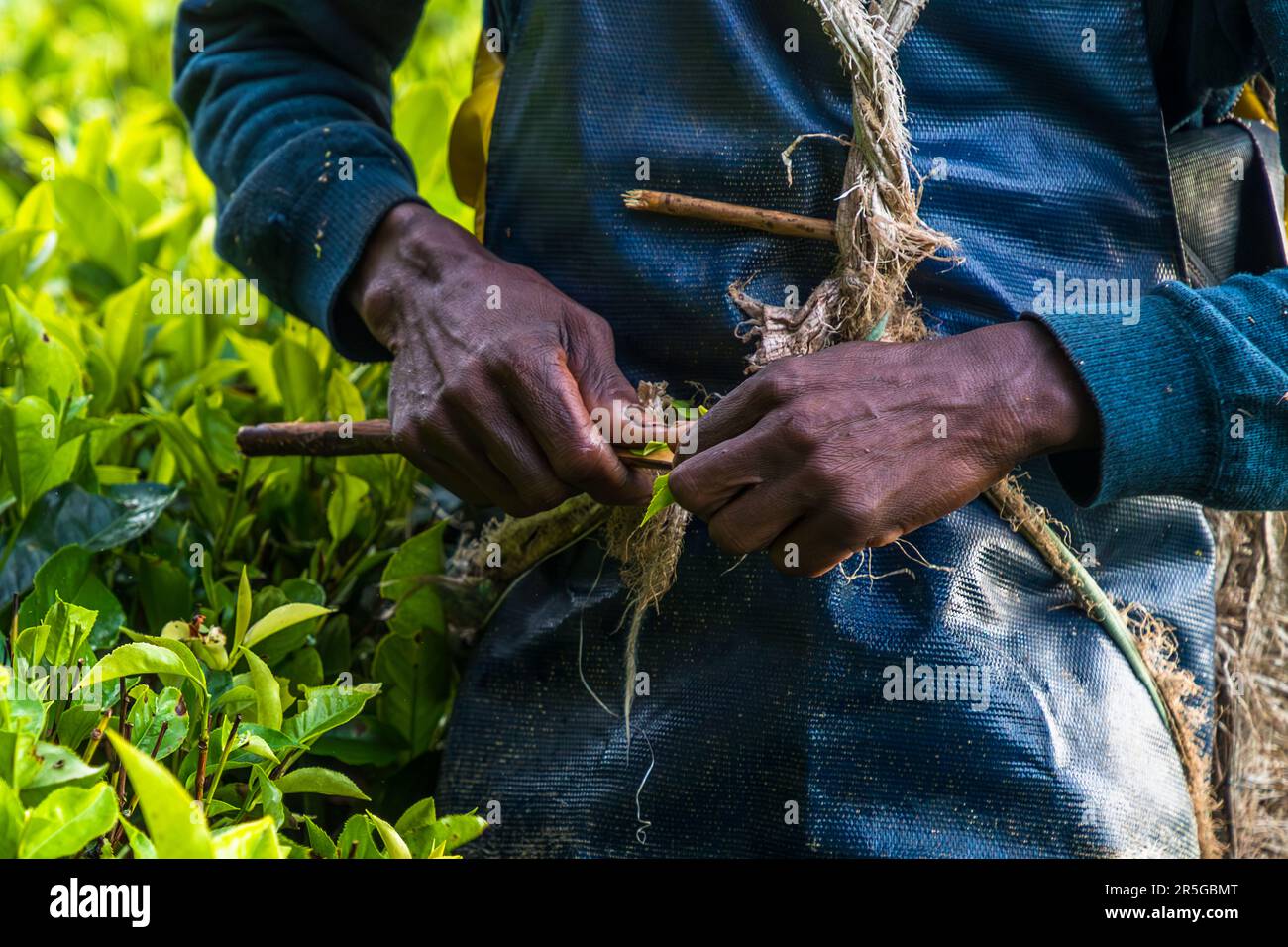 Satemwa tea and coffee plantation near Thyolo, Malawi Stock Photo - Alamy