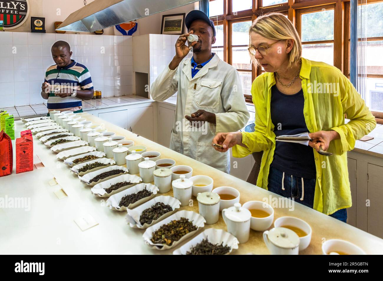 Satemwa tea and coffee plantation near Thyolo, Malawi Stock Photo - Alamy