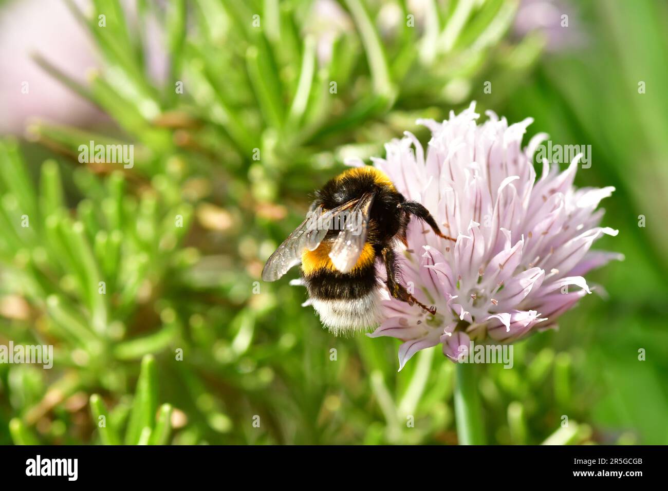 Bumblebee in bloom flower gardening nature Stock Photo - Alamy