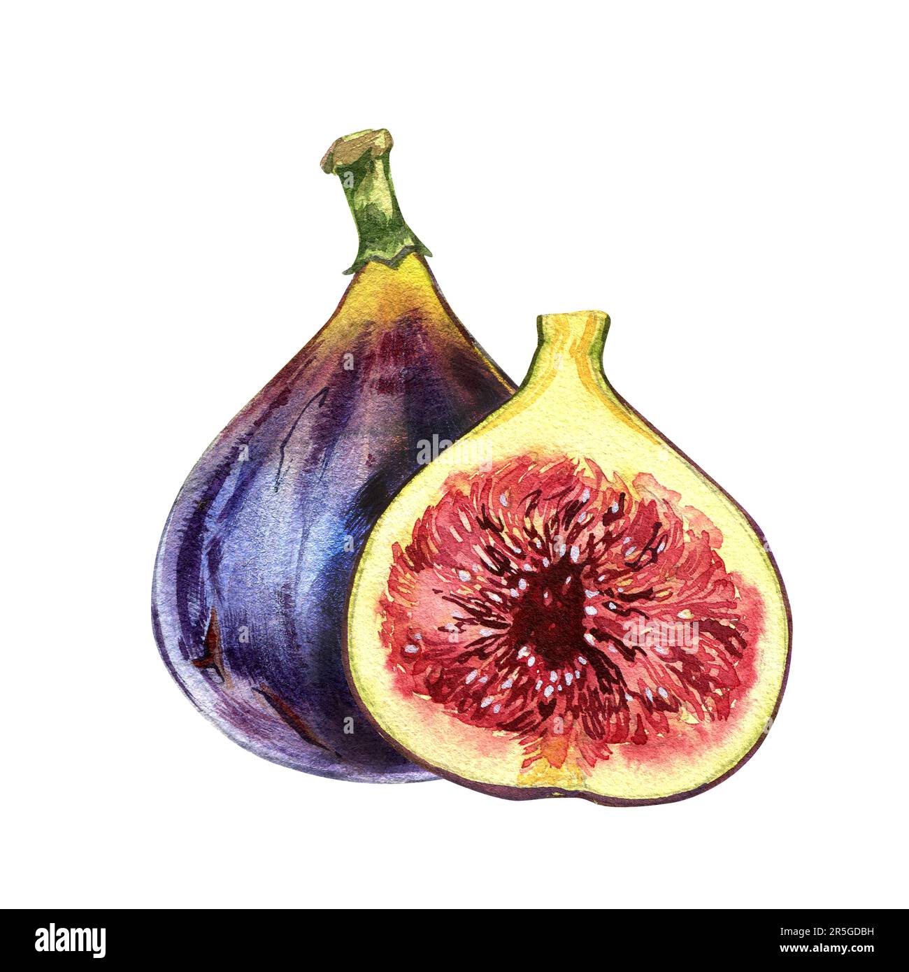 Raw fig fruits and slices isolated on white background. Watercolor hand ...