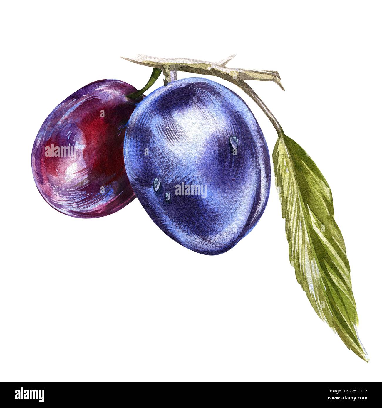 Raw ripe blue plum fruit with leaf isolated on white background ...