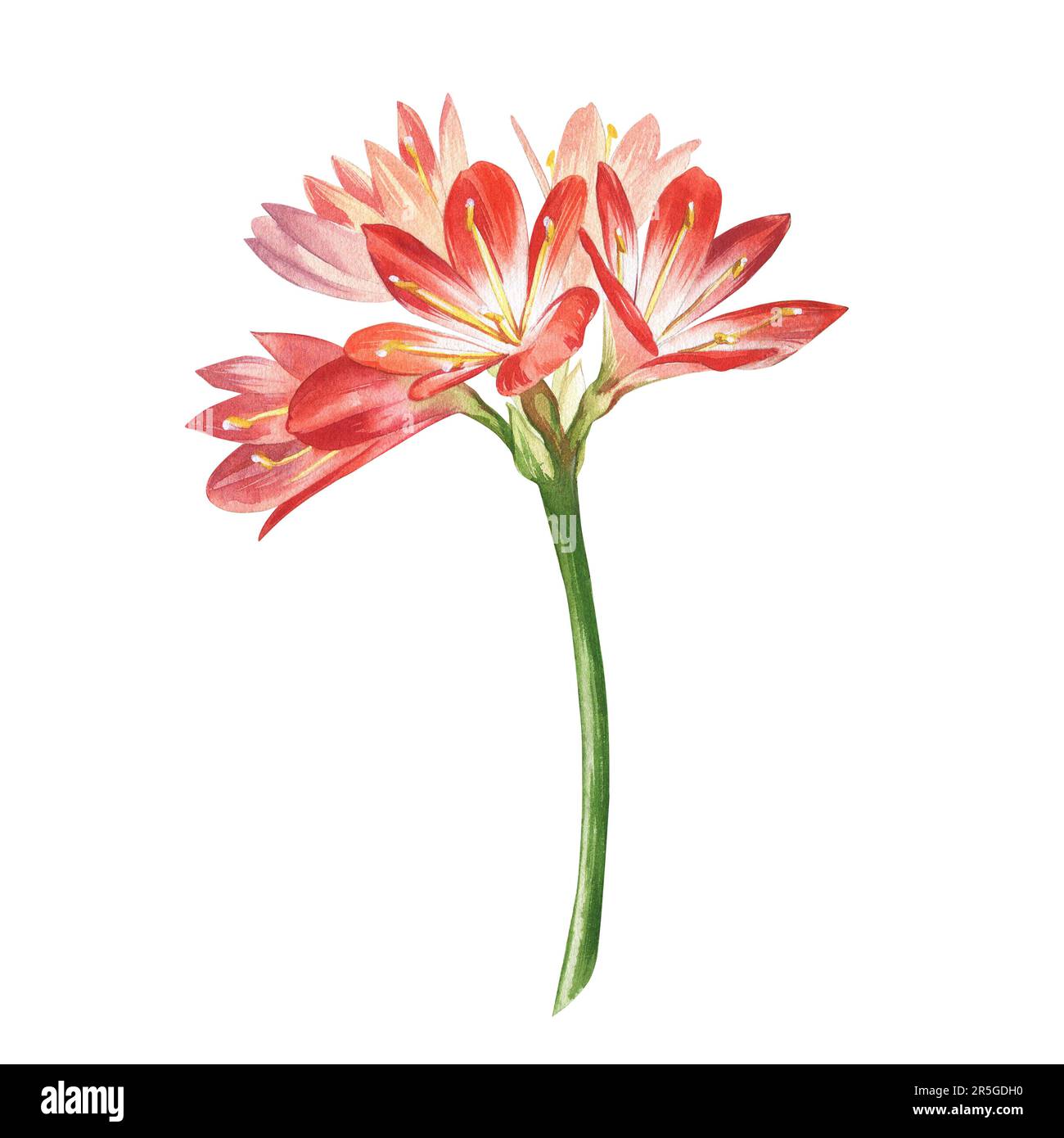 Red amaryllis flowers isolated on white background. Watercolor hand ...