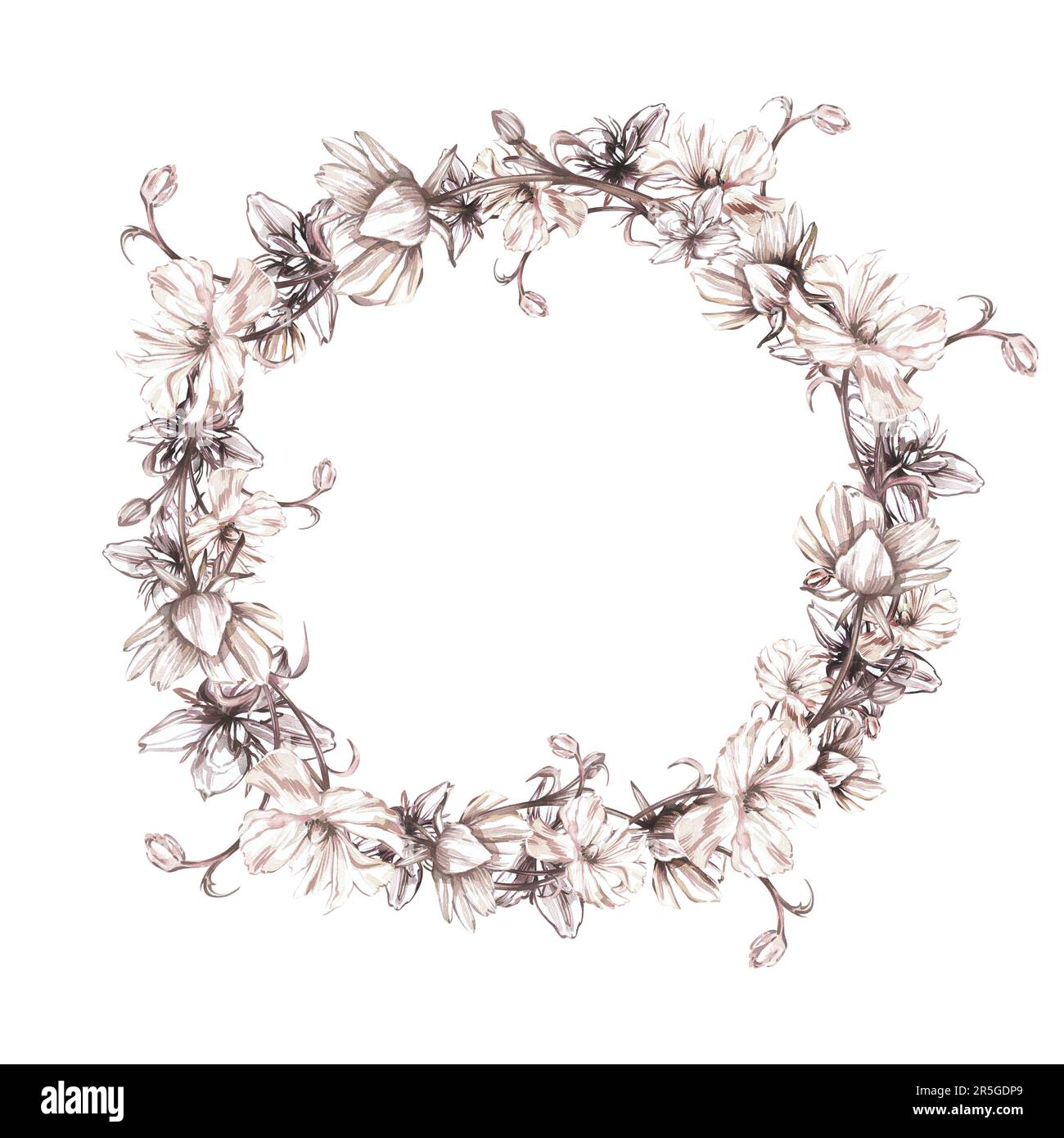 Wreath ranunculus monochrome isolated on white background. Watercolor ...