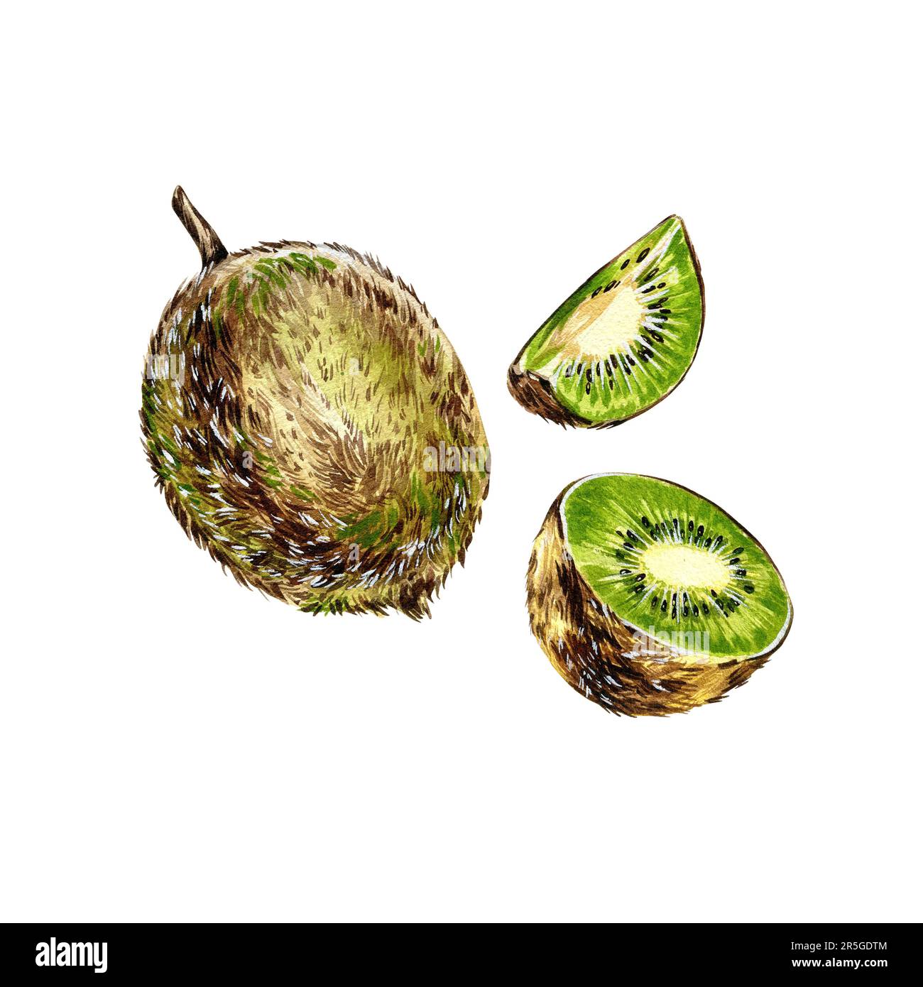 Kiwi slices illustrations isolated on white background. Fresh, tropical ...