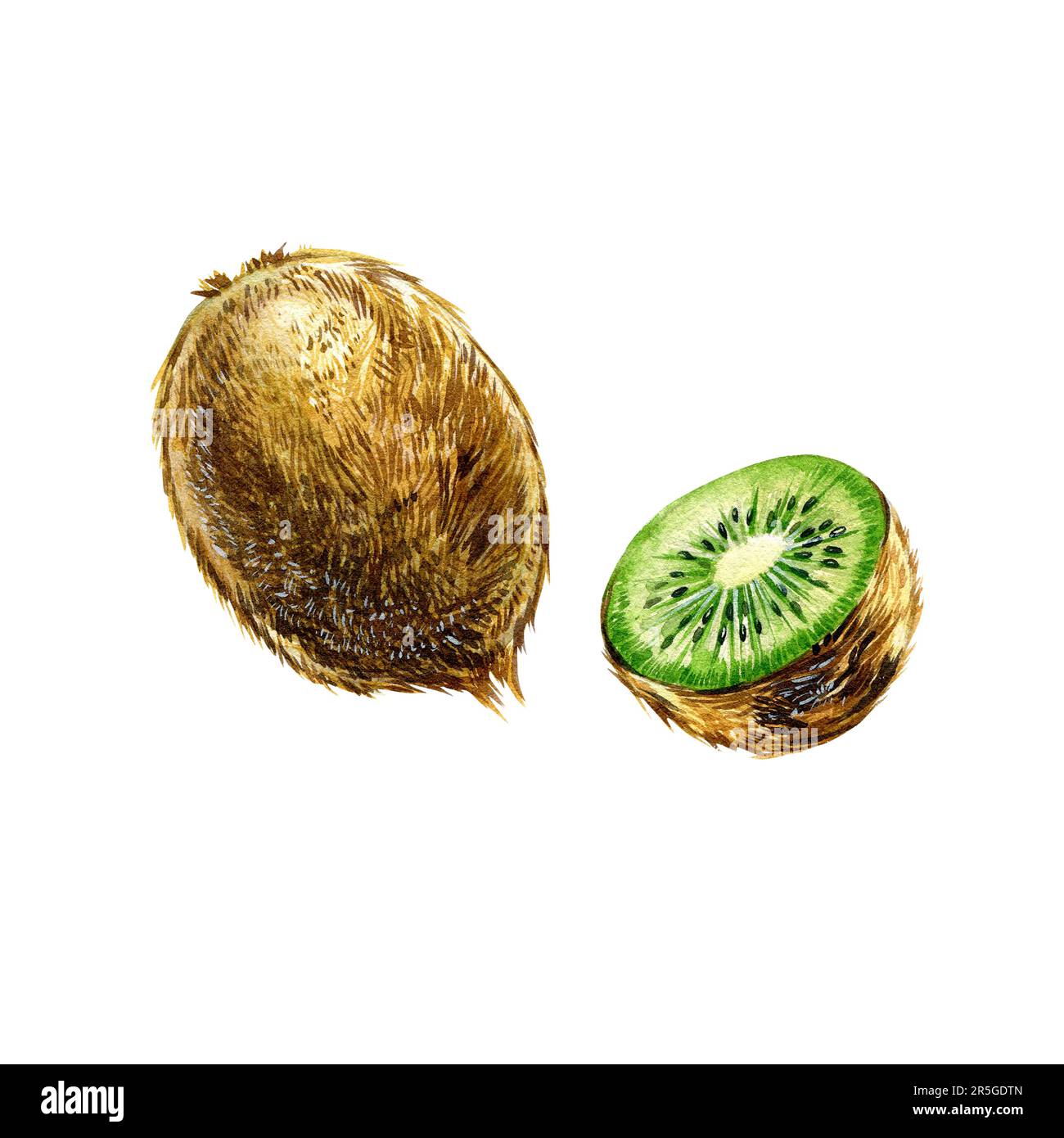 Kiwi slices illustrations isolated on white background. Fresh, tropical ...