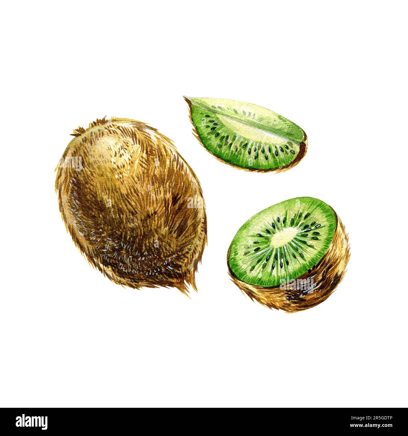 Kiwi slices illustrations isolated on white background. Fresh, tropical ...