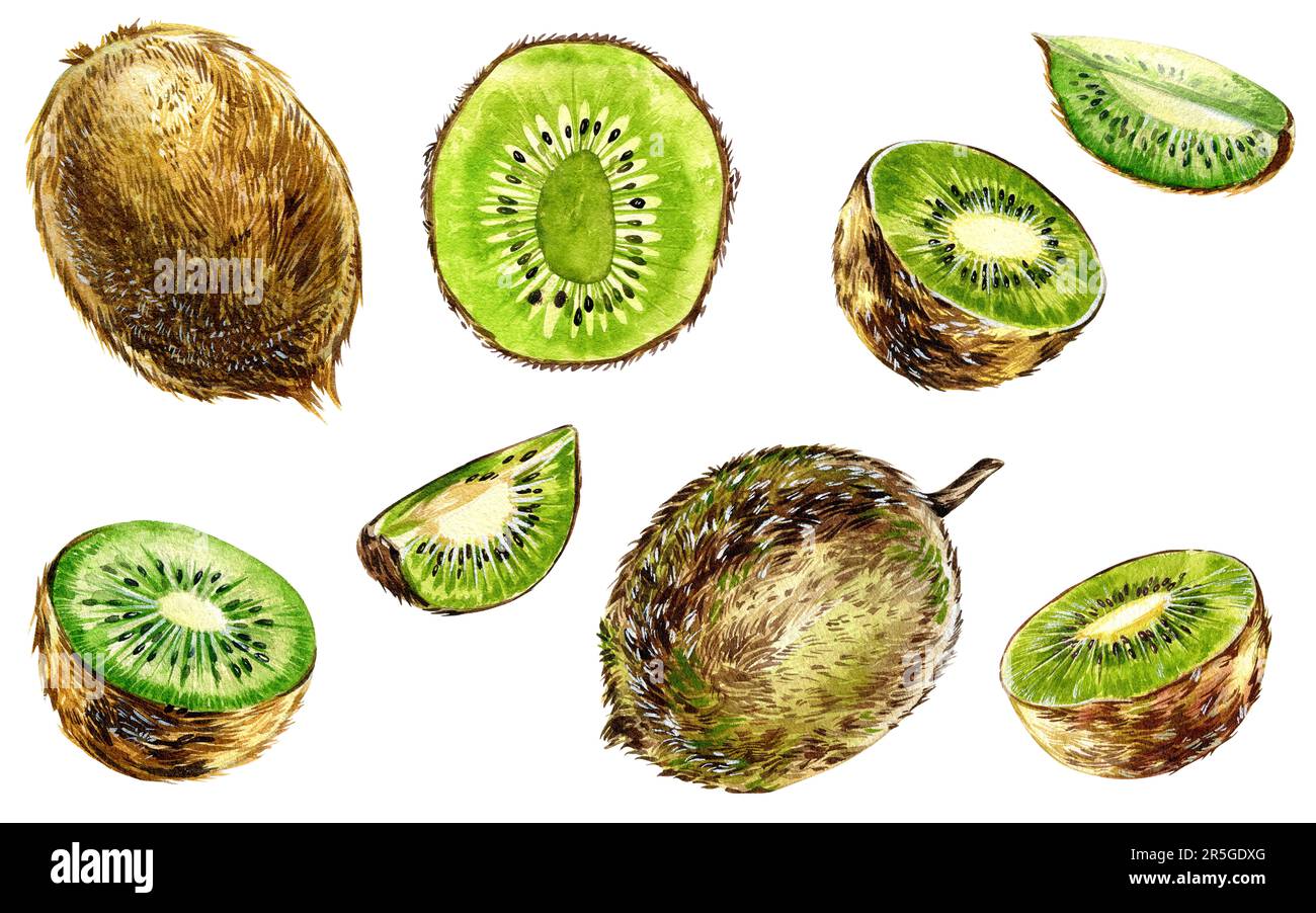 Kiwi slices illustrations isolated on white background. Fresh, tropical ...