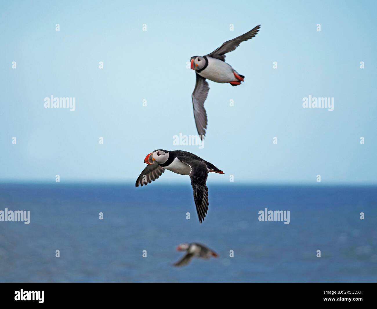 aerial manoeuvres of Atlantic Puffins (Fratercula arctica) with wings ...
