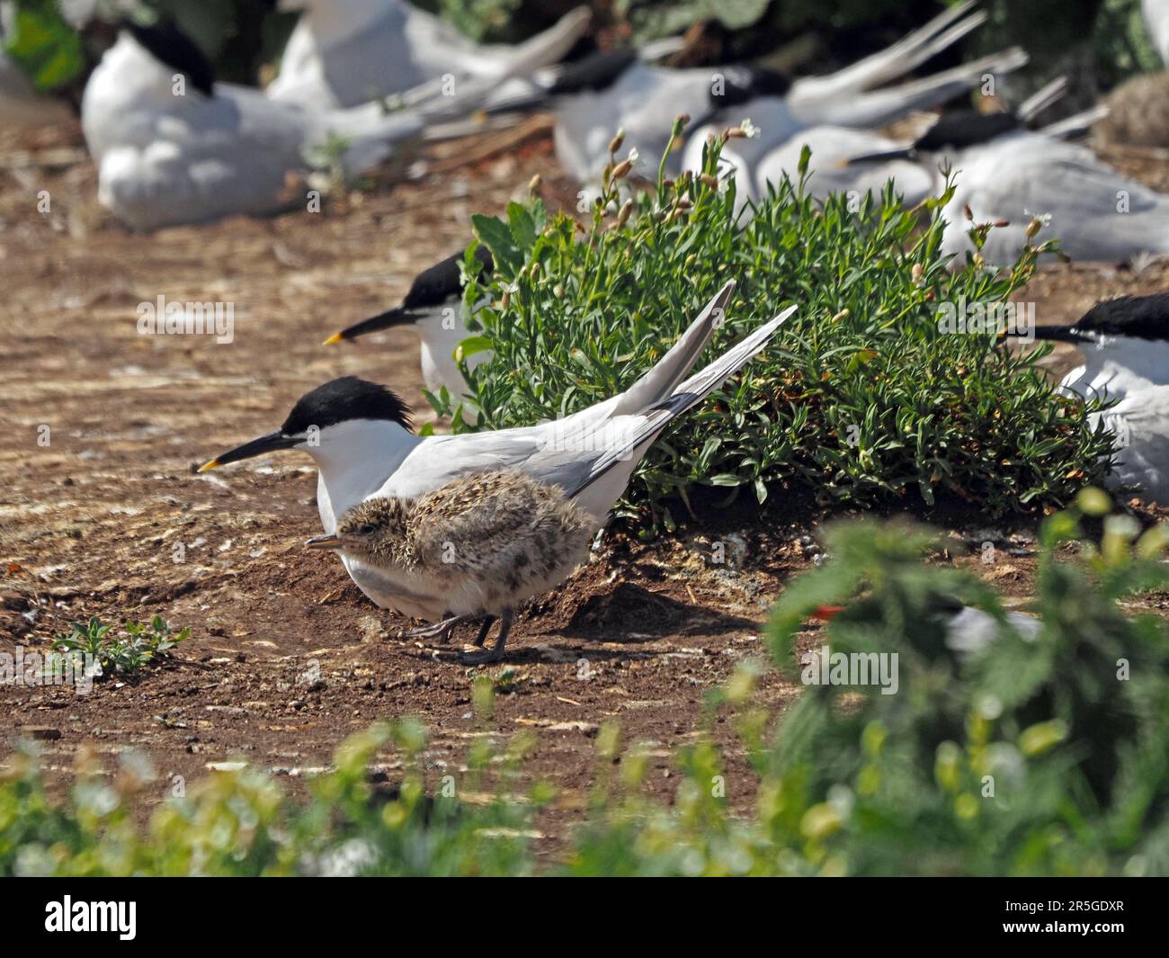 Sandwich Tern (Sterna sandvicensis) parent with fluffy brown cryptic ...