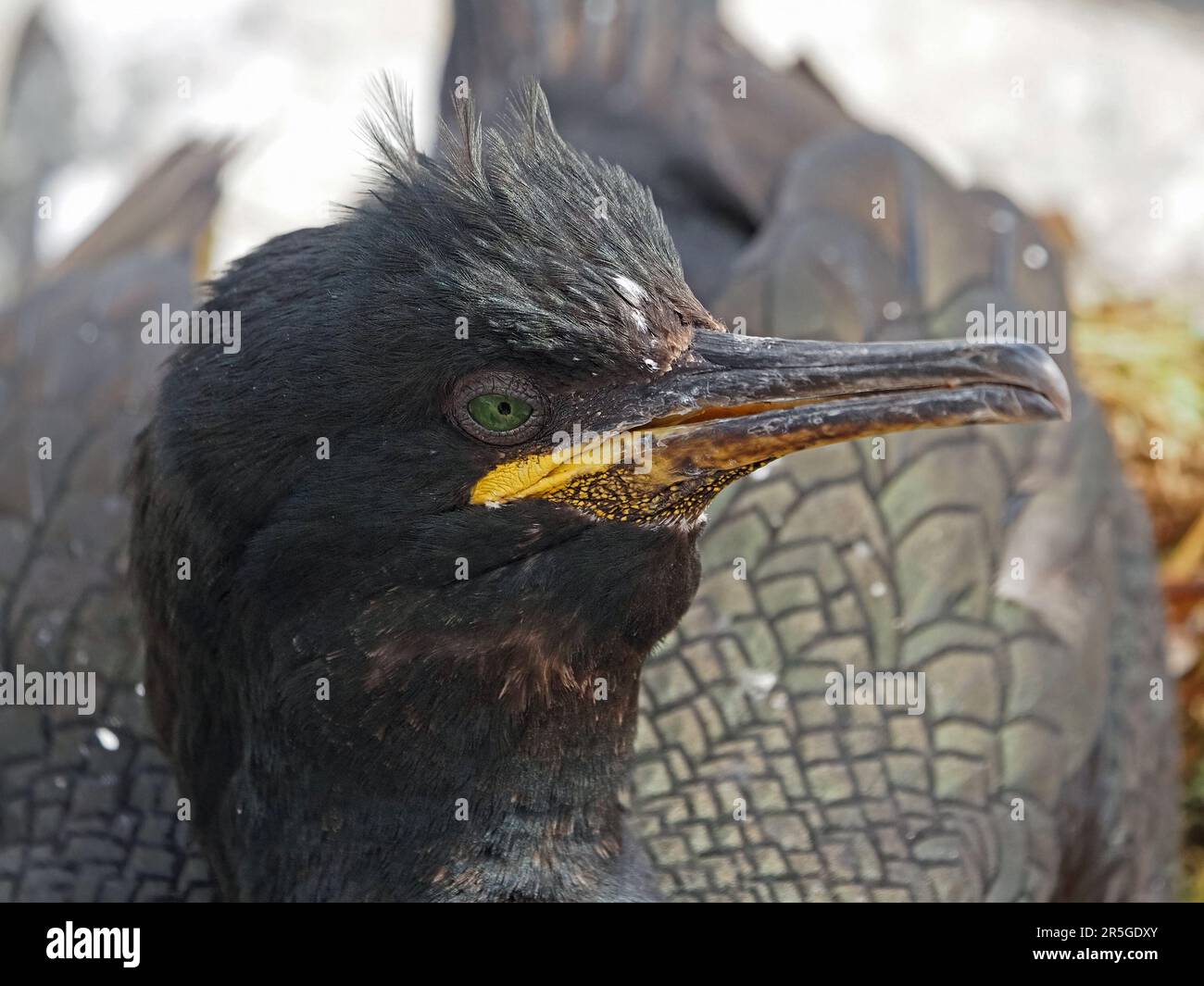 close up portrait of Shag (Gulosus aristotelis) with distinctive green ...