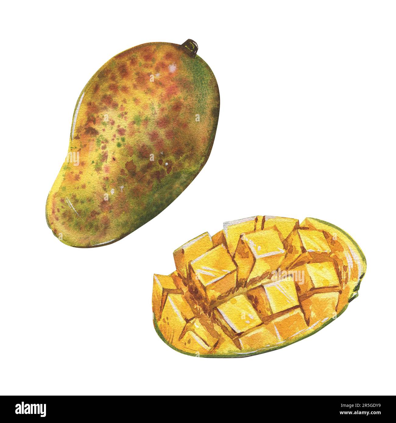 Set ripe raw mango slice isolated on white background. Watercolor hand ...