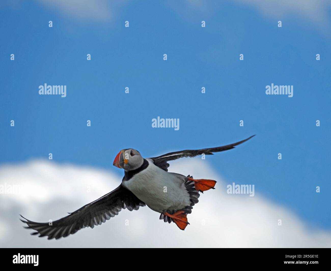 aerial manoeuvres of Atlantic Puffin (Fratercula arctica) with wings ...