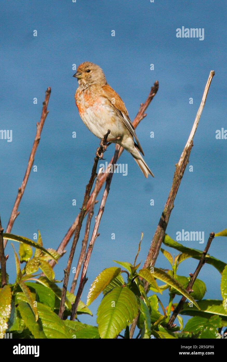 COMMON LINNET Linaria Cannabina on a twig on a summer day Stock Photo ...