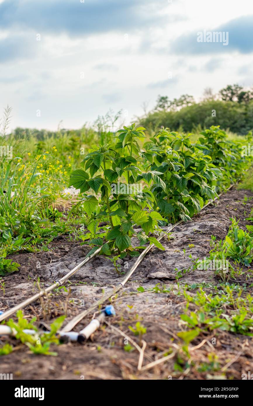 row of growing raspberries with drip irrigation. Growing berries and ...