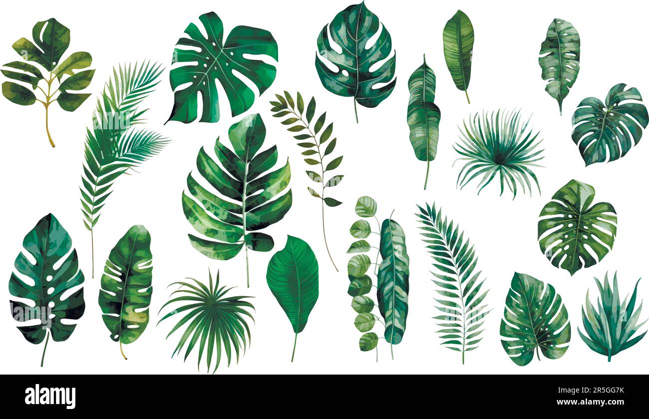 Palm leaves set, watercolor botanical painting Stock Vector Image & Art ...