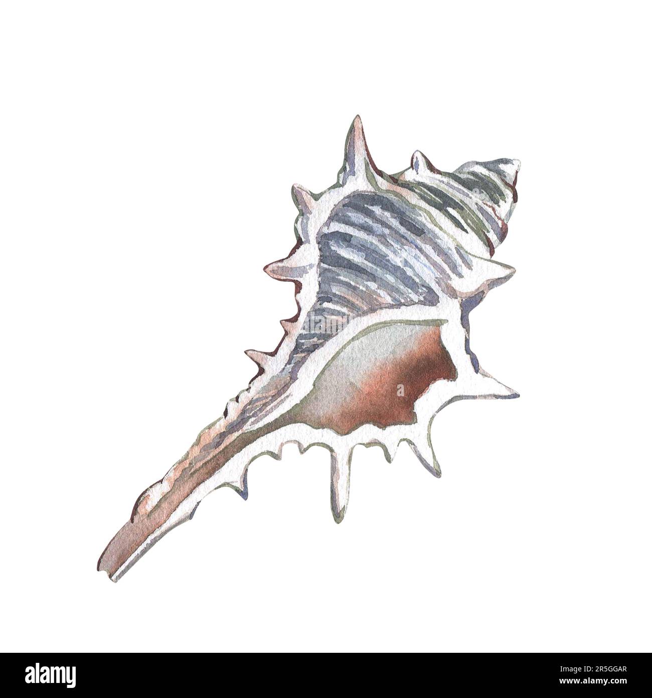 White empty texture seashell isolated on white background. Watercolor ...