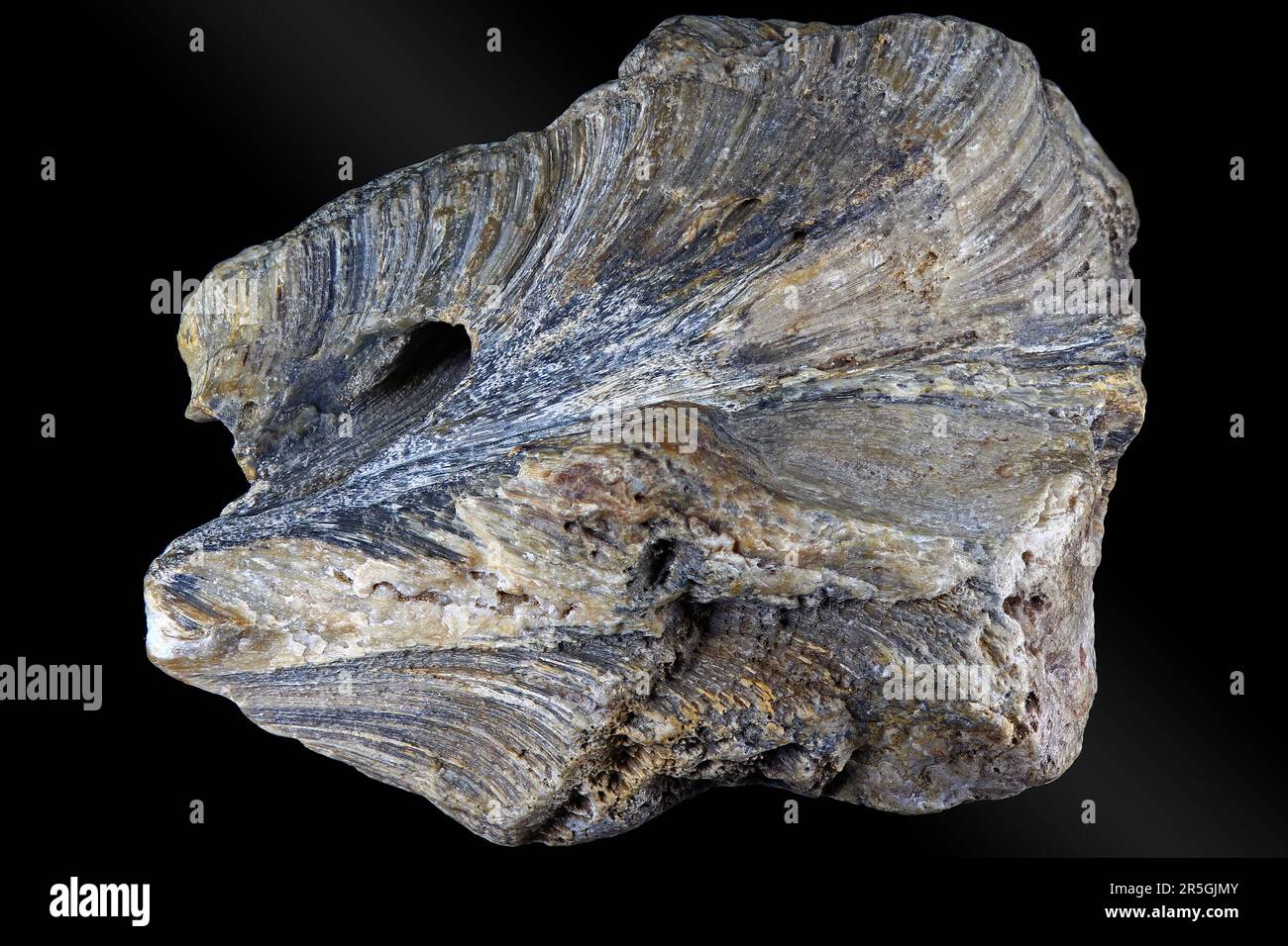 Fossilized colonial sponge (Genus Chaetetes). Carboniferous period ...