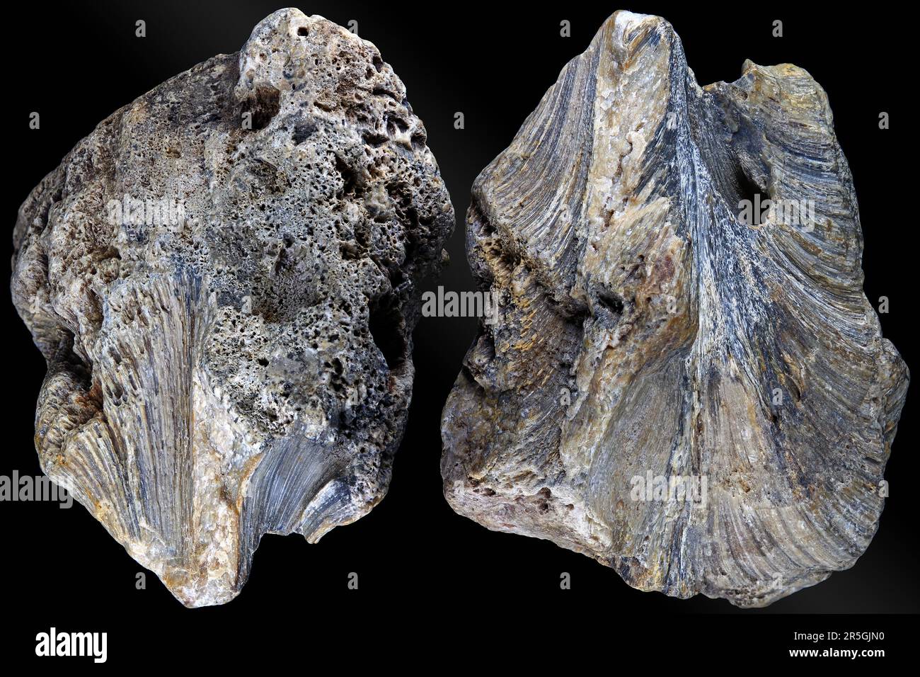 Fossilized colonial sponge (Genus Chaetetes). Carboniferous period ...