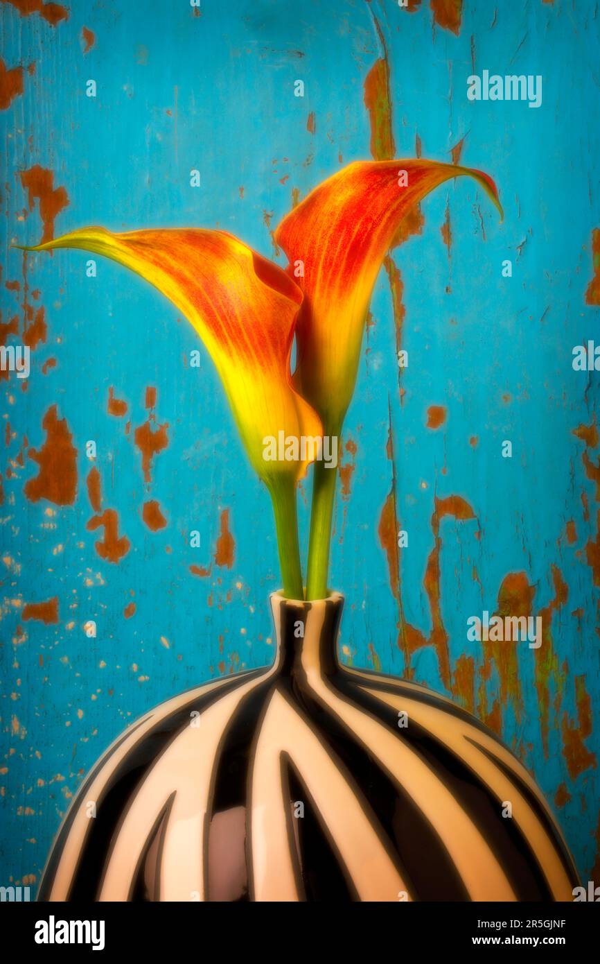 Two Calla Lilies In Striped Vase Stock Photo - Alamy